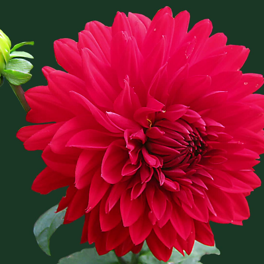 Maestro JD key (@maestro.jd.key) is LIVE - TikTok LIVE